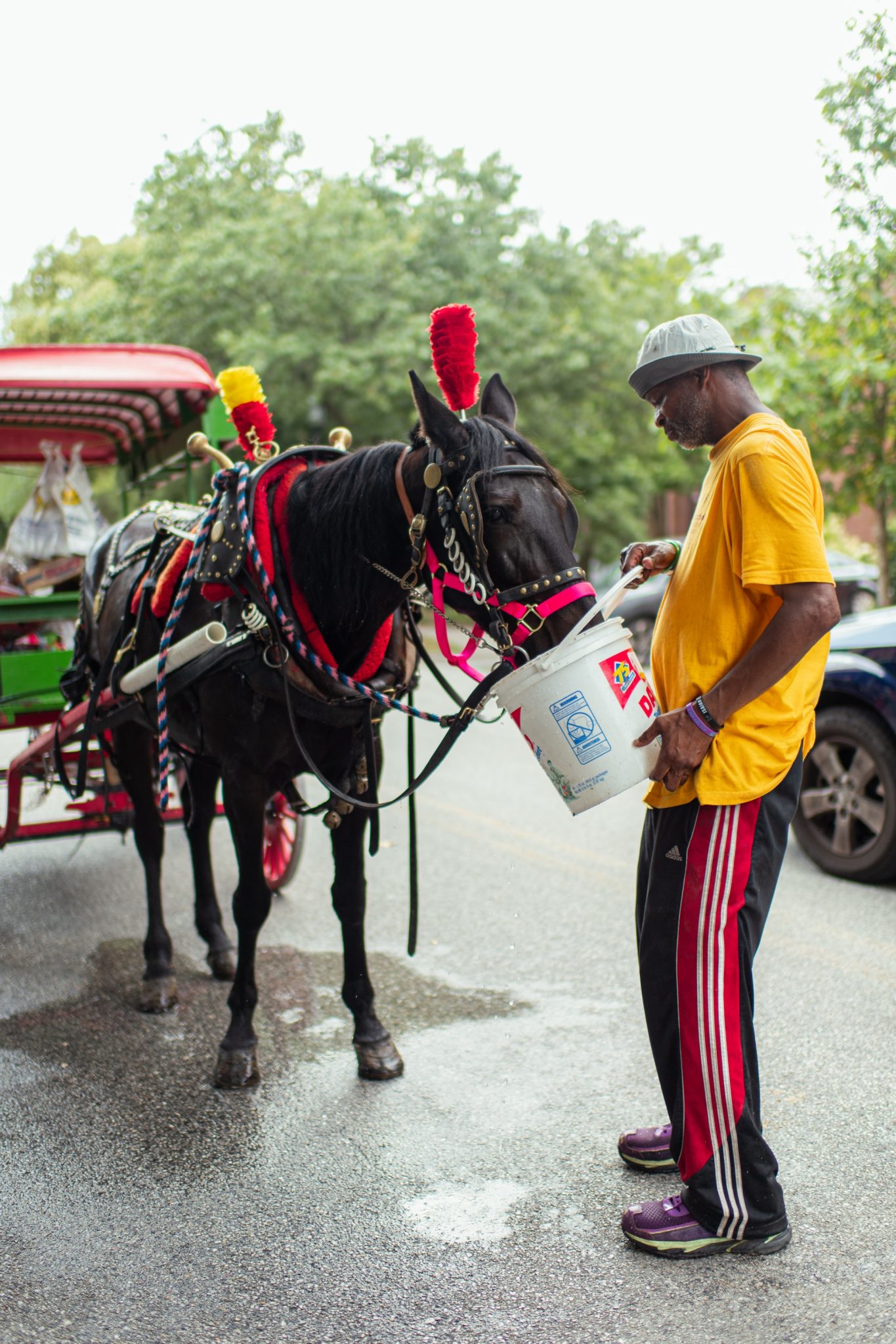 Meet Tony Mack; he’s our neighborhood arabber – Bolton Hill