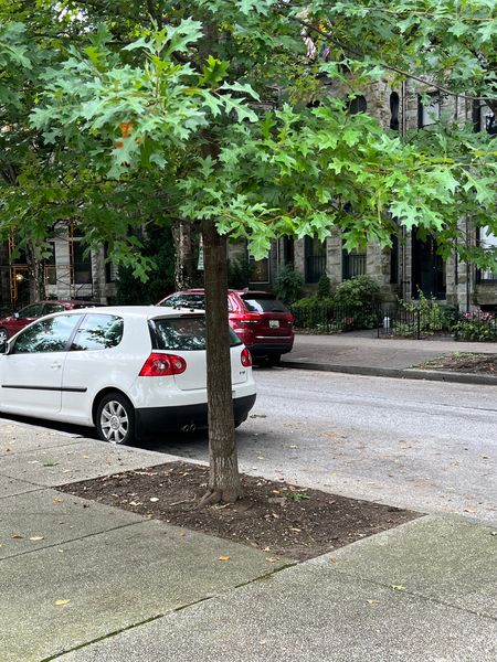 Planting a tree is like nurturing a child; be smart about it – Bolton Hill